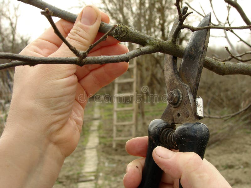 Hands with secateurs stock photo. Image of spring, pruner - 18968678