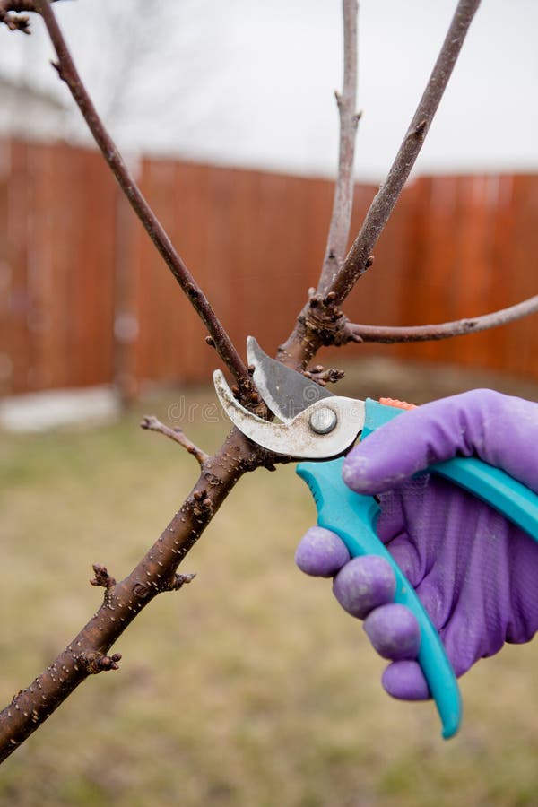 Hands with Secateurs Pruning Trees in Spring Stock Photo - Image of ...