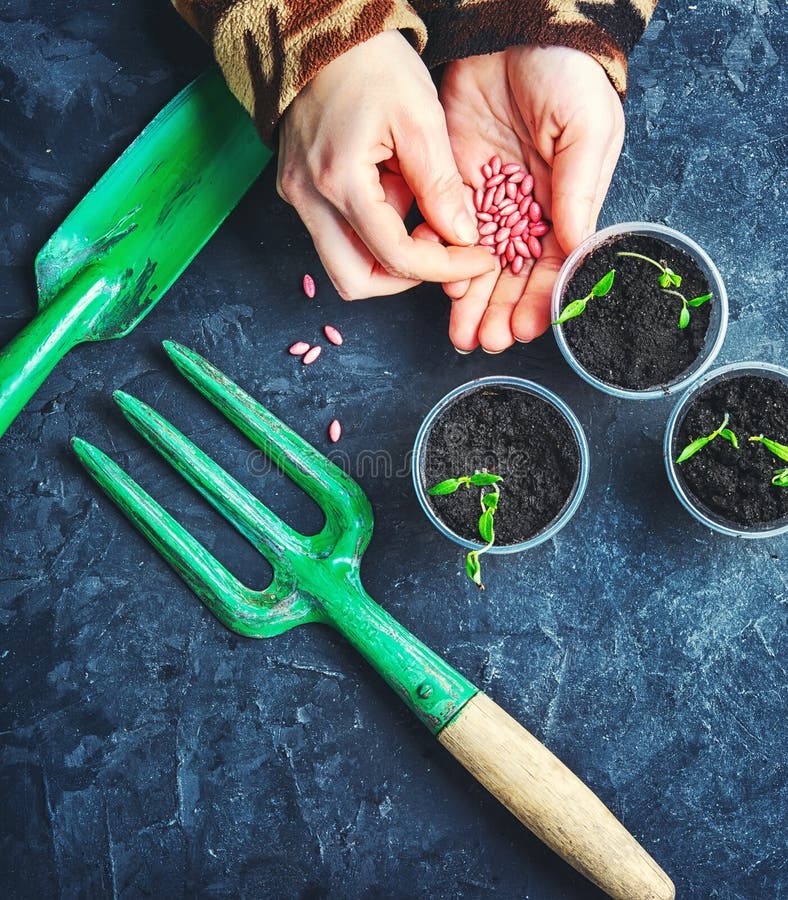 Hands with Seeds Spring Plants Stock Image - Image of sowing, spring ...