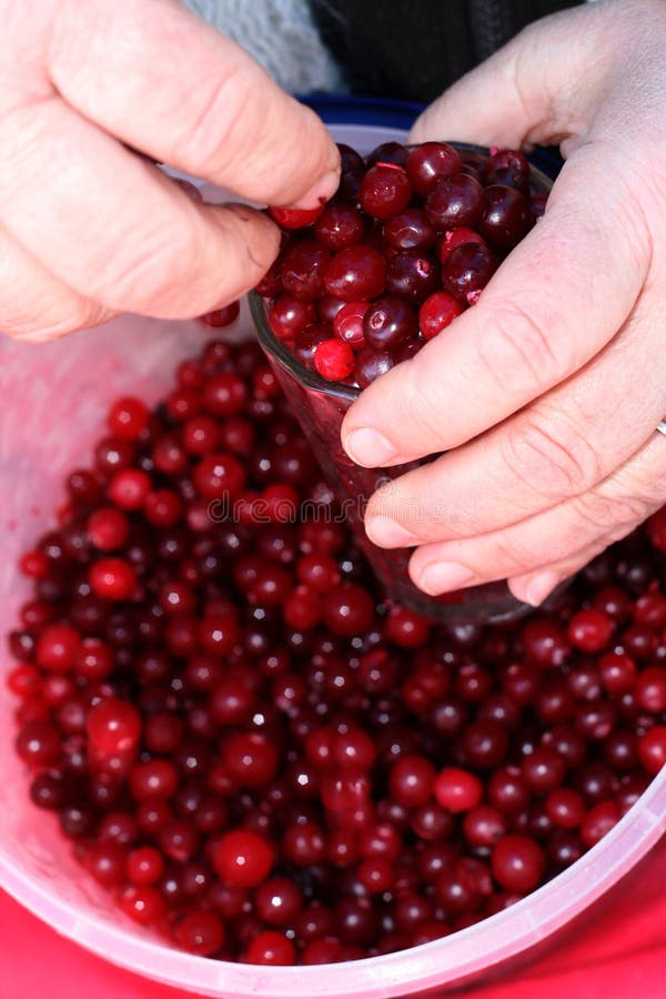 Red ripe cranberries stock image. Image of berry, hand - 29772675