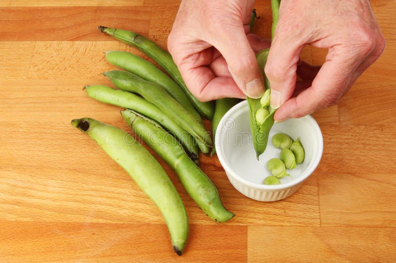 Hands shelling beans stock photo. Image of food, bean - 97691814