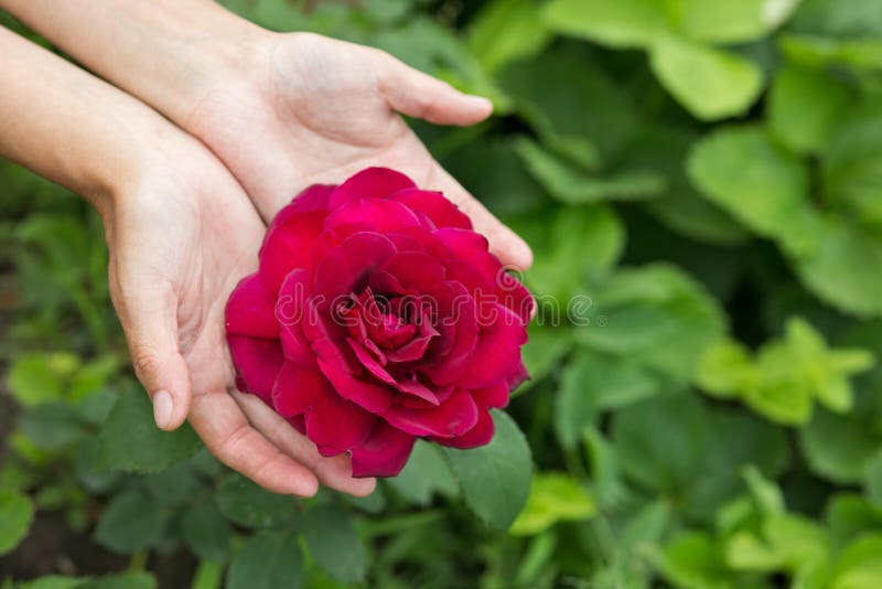 Hands show a rose stock image. Image of smell, outdoors - 72820435