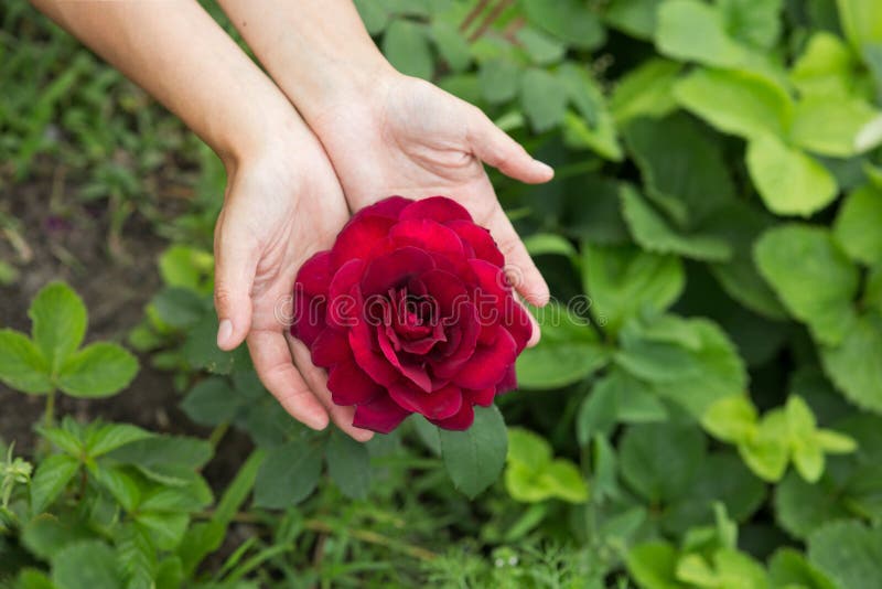 Hands show a rose stock image. Image of green, rose, beautiful - 72820563