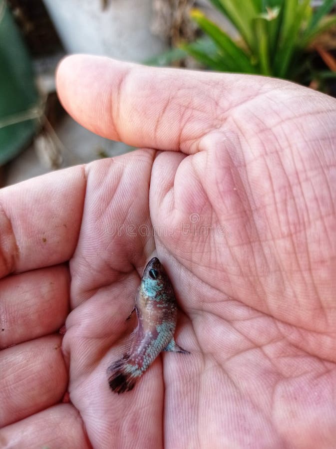 A Small Betta Fish in the Aquarium, Siamese Fighting Fish Stock Image ...