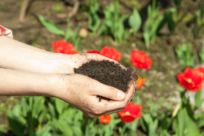 Hands with soil stock photo. Image of garden, environmental - 32021138
