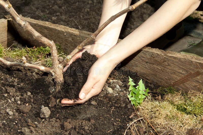 Hands with soil stock photo. Image of gardening, farmer - 33372002