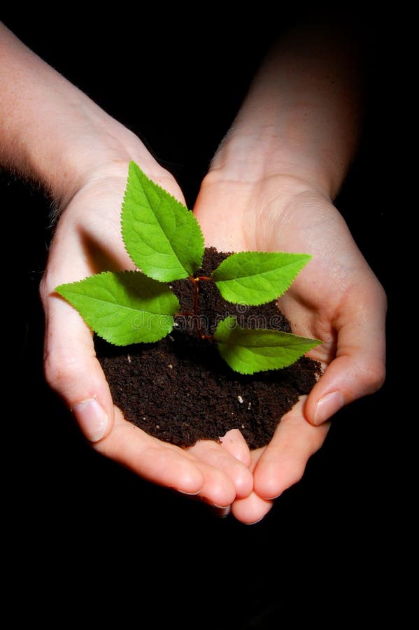 Hands Soil and Plant Showing Growth Stock Image - Image of life, idea ...