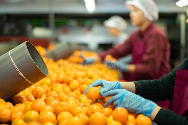 Hands of Sorting Line Worker Checking Ripe Mandarins Stock Photo ...
