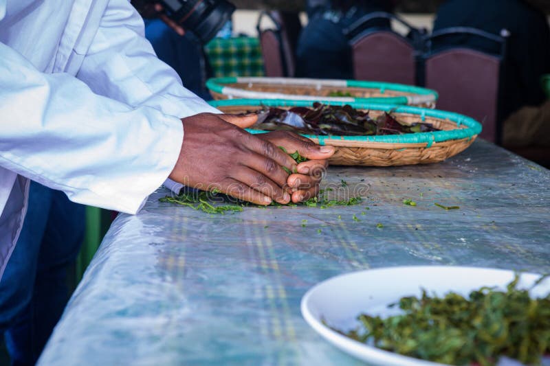 Hands Sorting Out Tea Leaves on the Table Stock Image - Image of spring ...