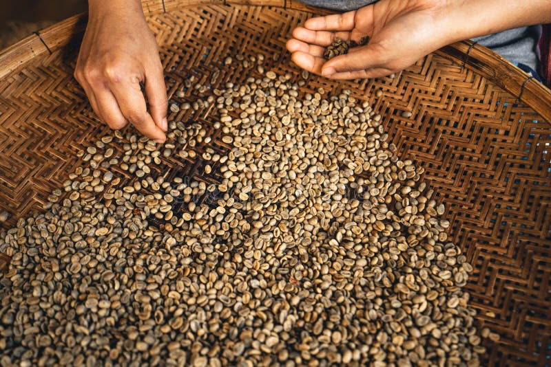 Hands are Sorting Quality Coffee Beans Stock Image - Image of seedlings ...