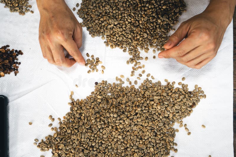 Hands are Sorting Quality Coffee Beans Stock Photo - Image of wooden ...