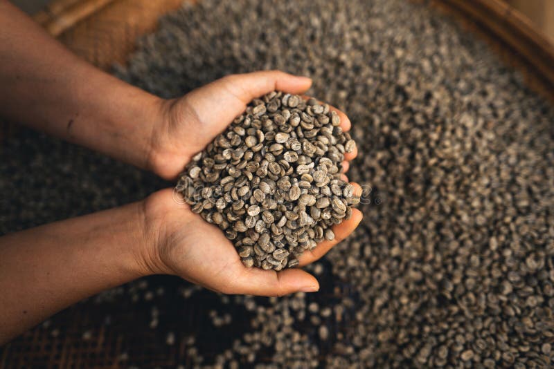 Hands are Sorting Quality Coffee Beans Stock Image - Image of harvest ...
