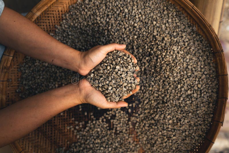 Hands are Sorting Quality Coffee Beans Stock Image - Image of caffeine ...