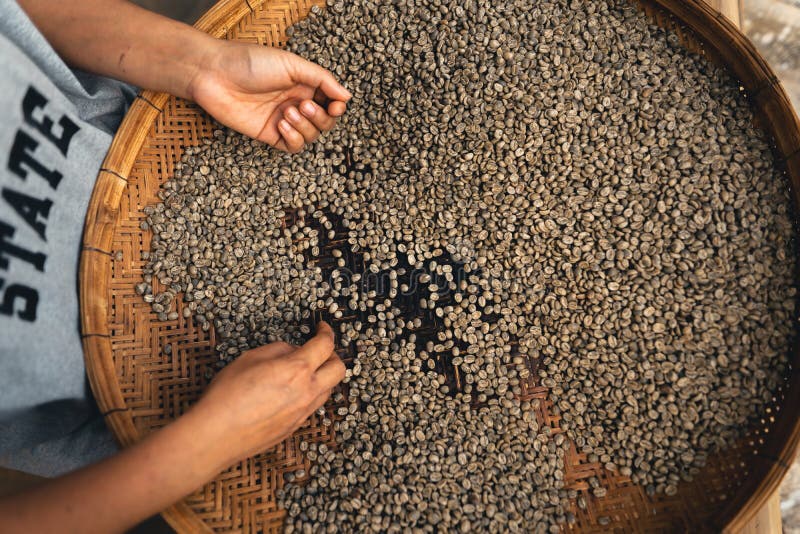 Hands are Sorting Quality Coffee Beans Stock Photo - Image of harvest ...