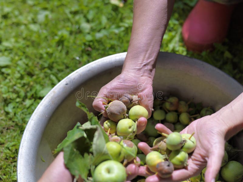 Hands sorting tiny apples stock photo. Image of hands - 152641964