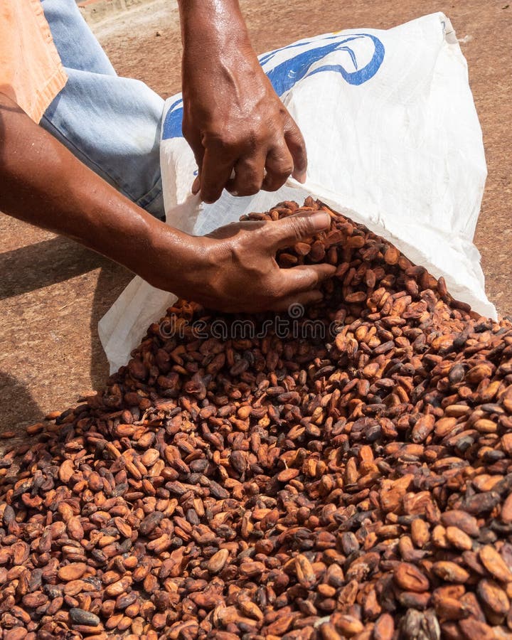 Hands Stacking and Stuffing Dried Cocoa Nuts into a Sack Stock Image ...