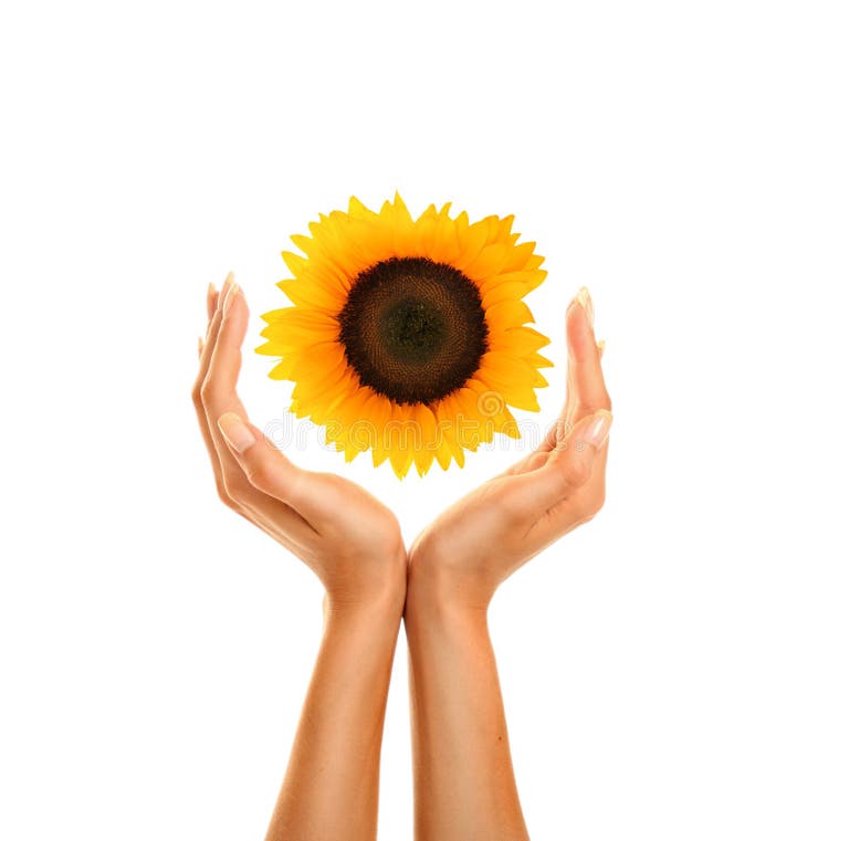 1,881 Hands Holding Sunflower Stock Photos - Free & Royalty-Free Stock ...