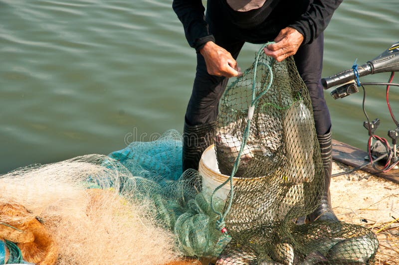 Hands take fish editorial stock photo. Image of seashore - 43470568
