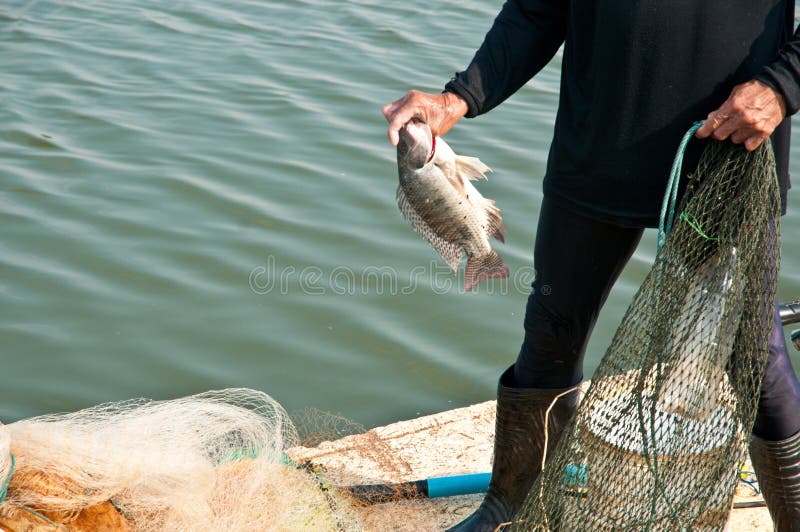 Hands take fish stock photo. Image of active, dark, seashore - 44300110