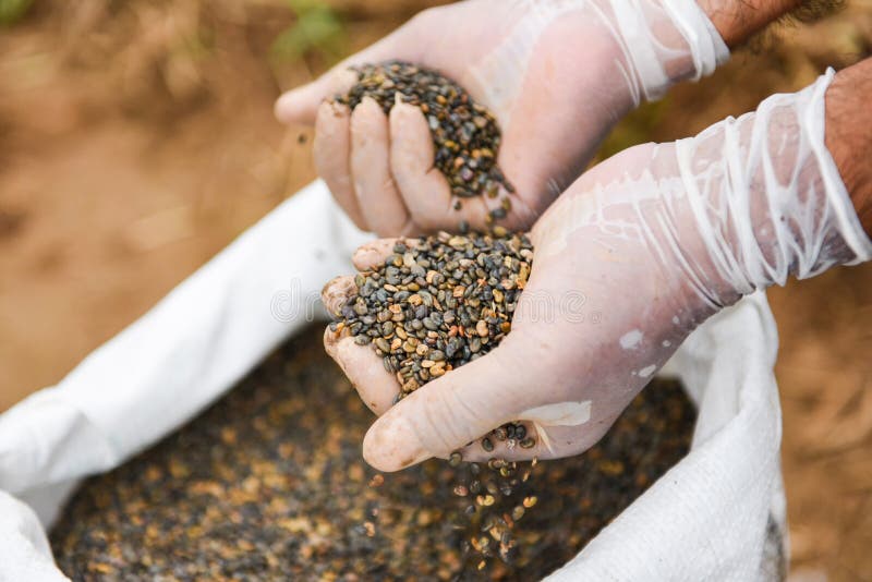 Hands with Taking Seeds - Nuts or Bean Seed on Hand for Plantation ...