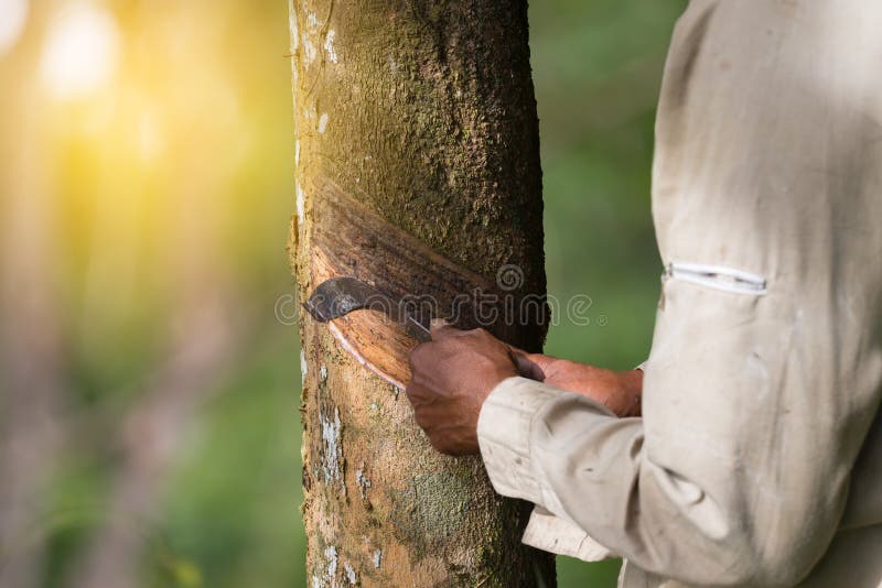 Rubber Tree Tapping Knife N°3 Stock Photos - Free & Royalty-Free Stock ...