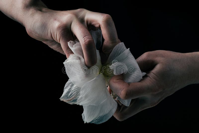 Hands Tearing White Fragile Flower, Metaphor of Violence Abuse ...