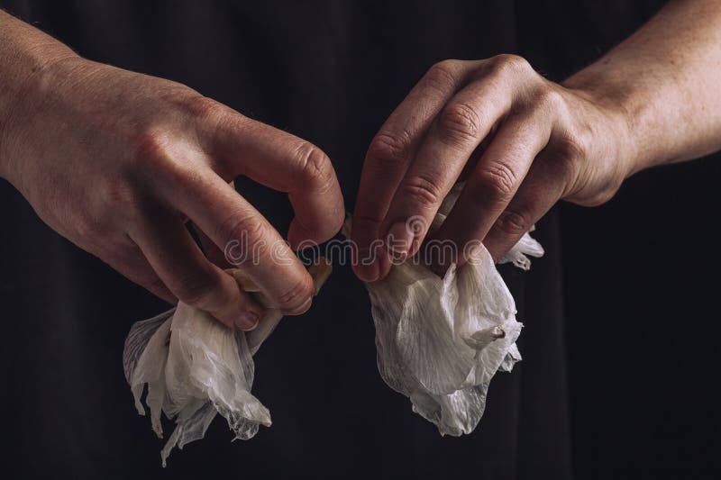 Hands Tearing White Fragile Flower, Metaphor of Violence Abuse ...