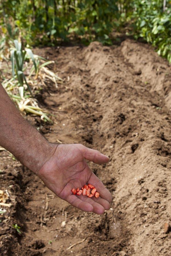 Hands to harvest seeds stock photo. Image of crop, development - 26136436
