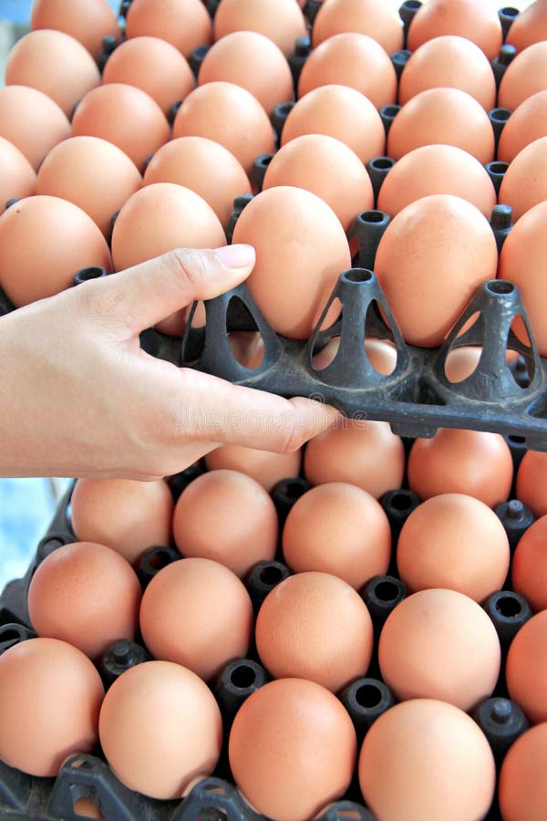 Hands To Lift Input Container Egg Stock Photos - Free & Royalty-Free ...