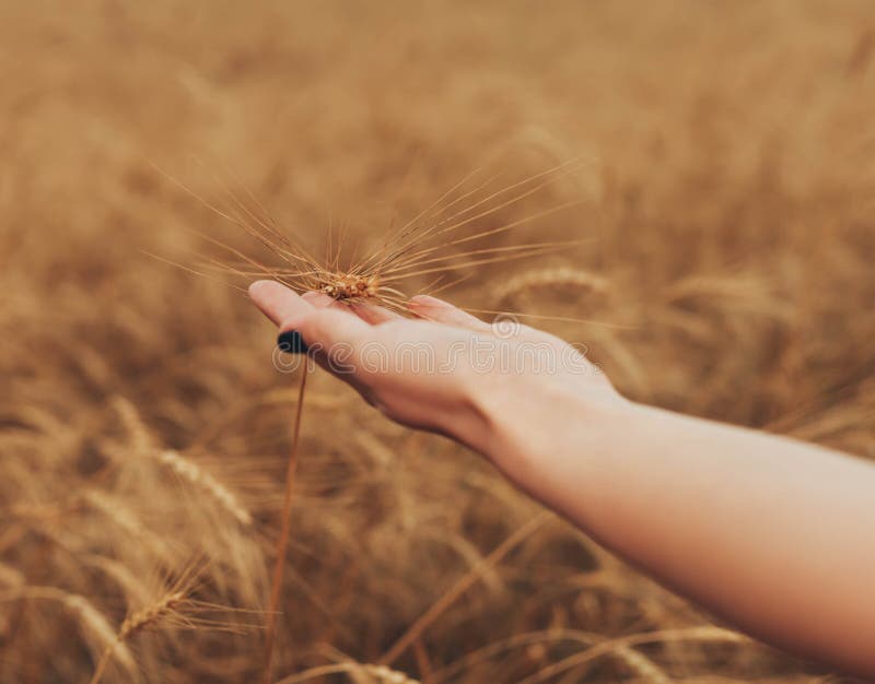 The hands touch the wheat stock photo. Image of grass - 107658334