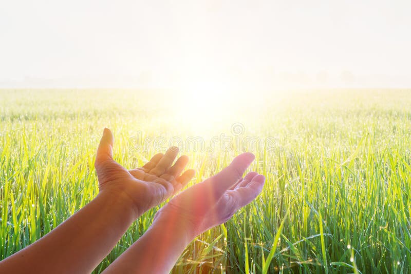 Hands Touching the Rice Fields with Her Hands As the Sun Sets in the ...