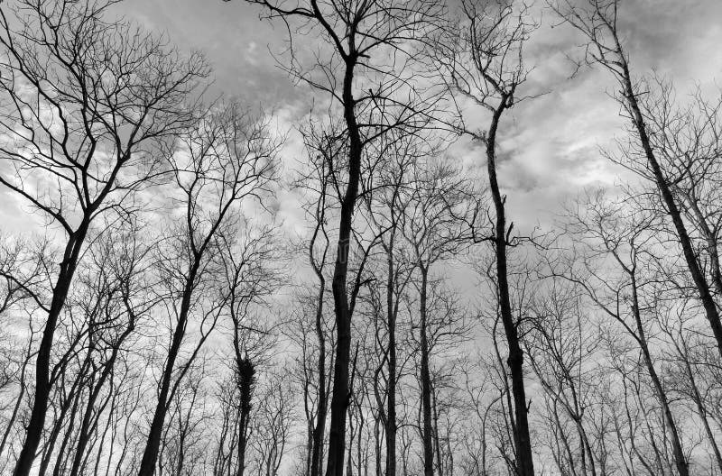 The hands of trees stock photo. Image of hands, forest - 206126262