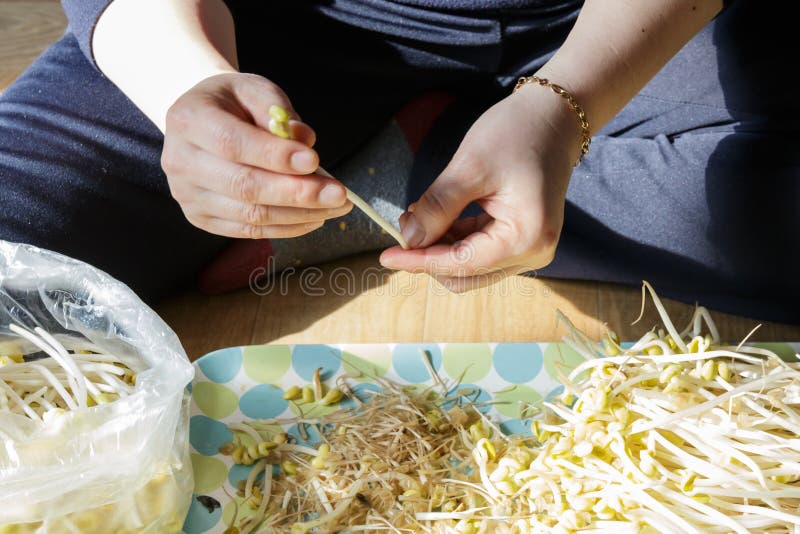 Hands Trimming Bean Sprouts Stock Image - Image of diet, vegetables ...