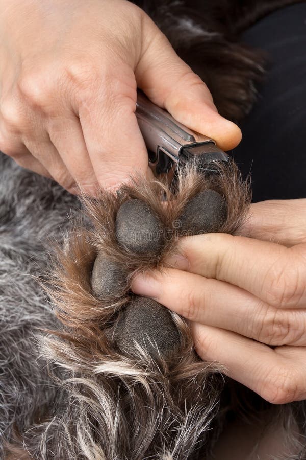 Hands Trimming Claws of Dog Stock Photo - Image of clippers, hand: 92090208