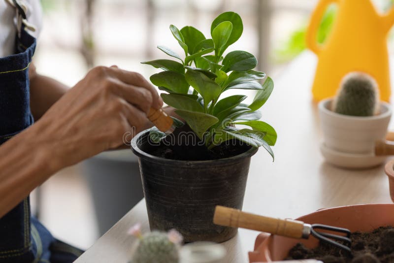 Hands Using Small Gardenning Tool To Planting a Tiny Botany Stock Image ...