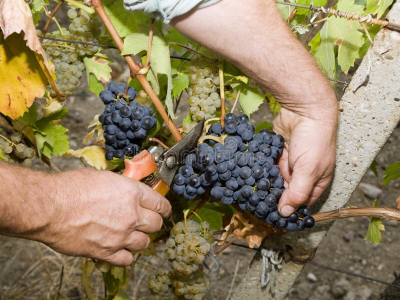 Hands of Vintner by the Work Stock Image - Image of bench, bunch: 11663157