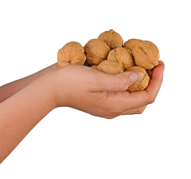 Hands with walnuts stock image. Image of common, regia - 16851757