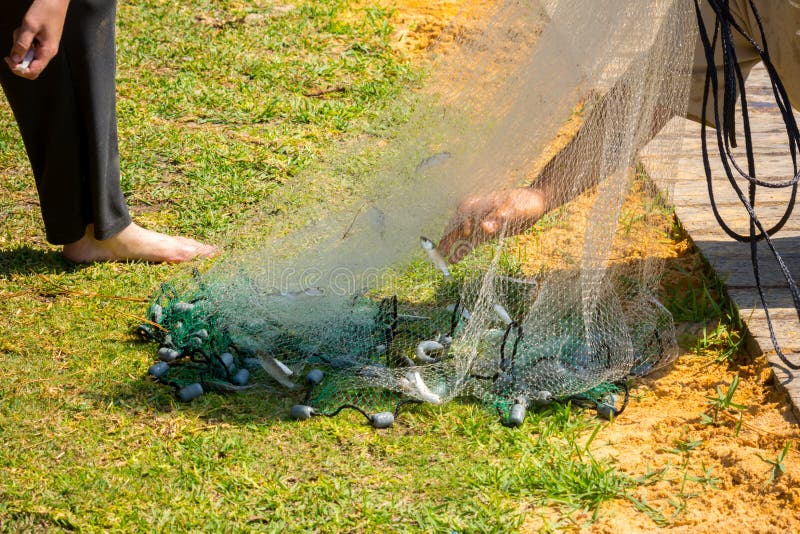 Hands Which Collect Small Fish Captured by a Fishnet Stock Image ...
