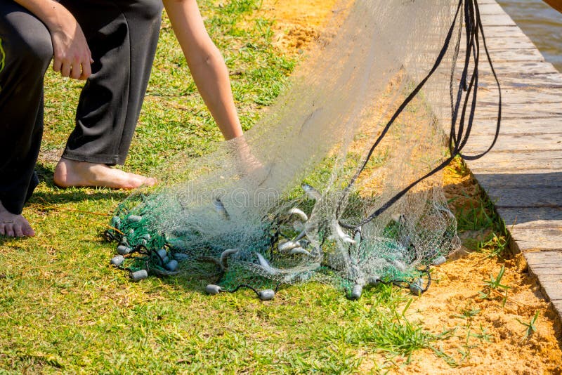Hands Which Collect Small Fish Captured by a Fishnet Stock Image ...