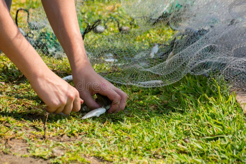Hands Which Collect Small Fish Captured by a Fishnet Stock Photo ...