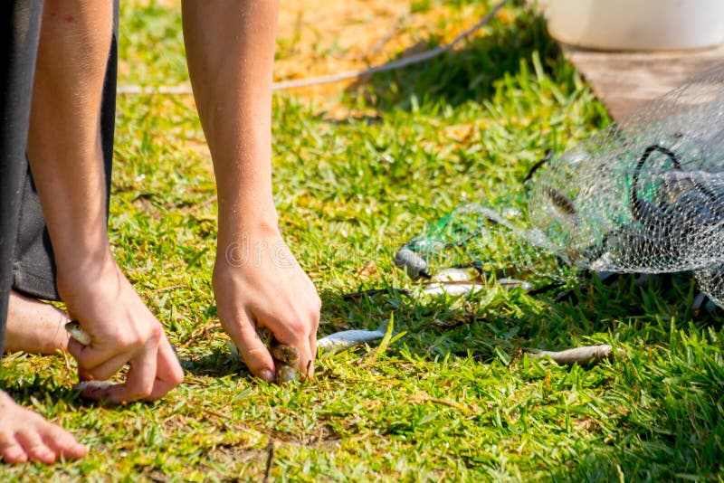 Hands Which Collect Small Fish Captured By A Fishnet Stock Photo ...