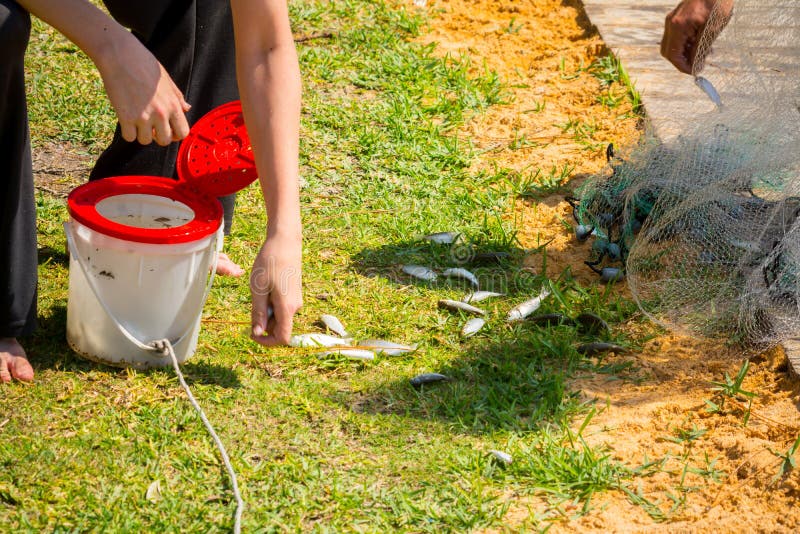 Hands Which Collect Small Fish Captured by a Fishnet Stock Photo ... Hands Which Collect Small Fish Captured by a Fishnet Stock Photo ...
