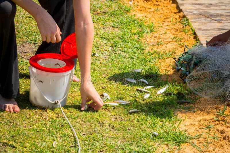 Hands Which Collect Small Fish Captured by a Fishnet Stock Image ...