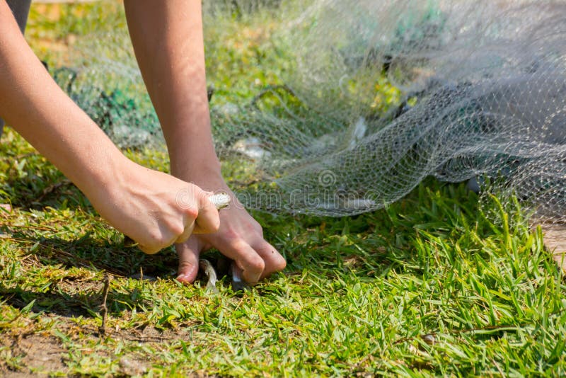 Hands Which Collect Small Fish Captured by a Fishnet Stock Image ...