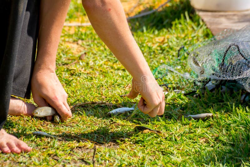 Hands Which Collect Small Fish Captured by a Fishnet Stock Image ... Hands Which Collect Small Fish Captured by a Fishnet Stock Image ...