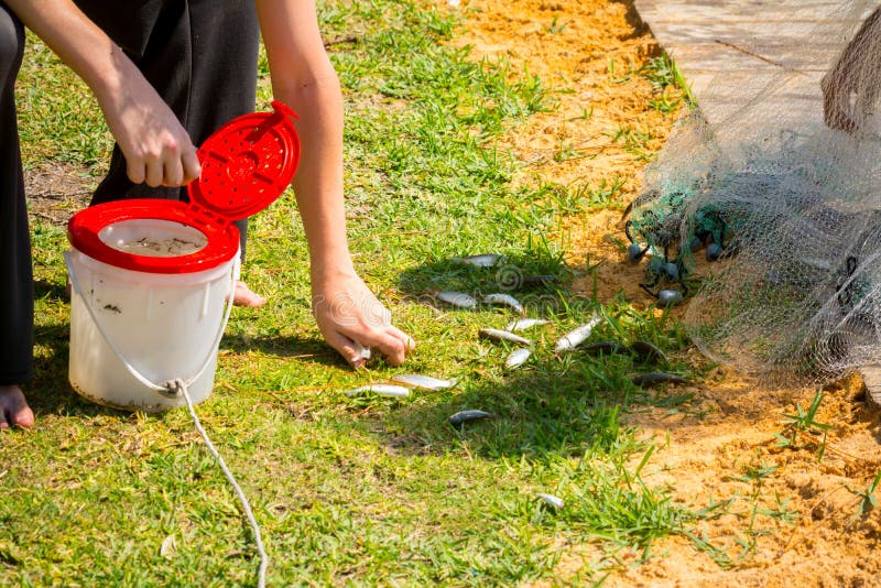 Hands Which Collect Small Fish Captured by a Fishnet Stock Photo ...