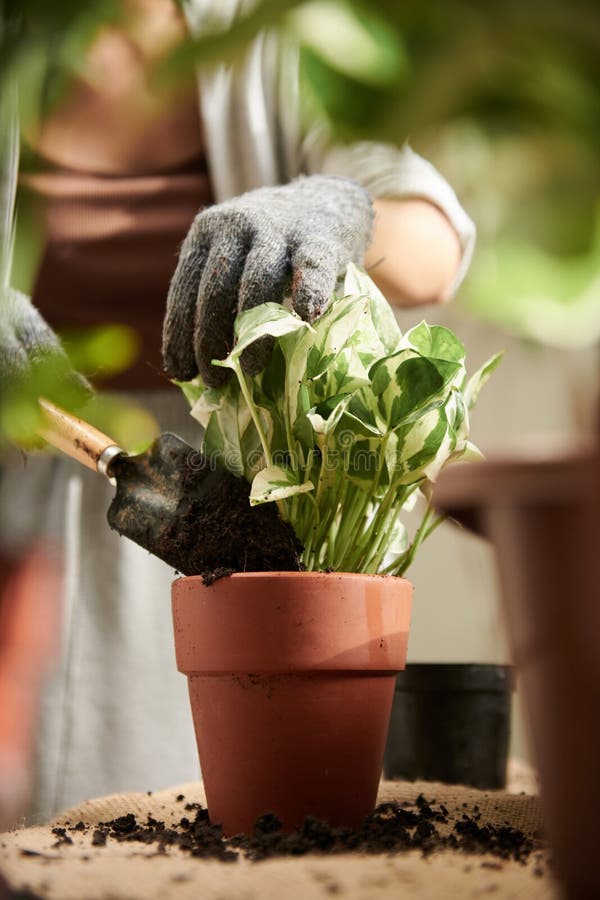 Woman Adding Soil in Flower Pot Stock Photo - Image of shovel, garden ... Woman Adding Soil in Flower Pot Stock Photo - Image of shovel, garden ...