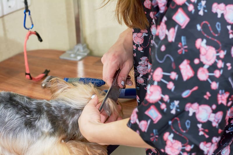 Hands of Woman Combing Dog. Stock Photo - Image of beauty, hairstyle ...
