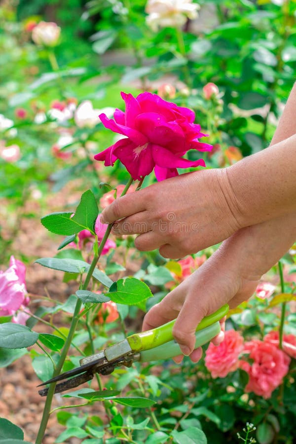 Hands of a Woman Gardener Cuts Fresh Red Roses Stock Photo - Image of ...