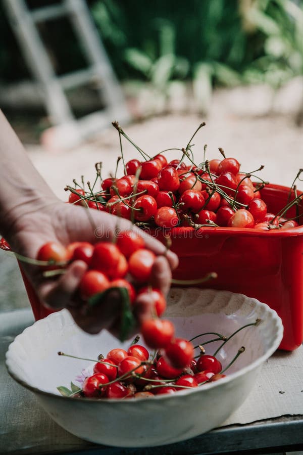Hands of Woman Picking a Ripe Cherry Stock Image - Image of leaf, hand ...
